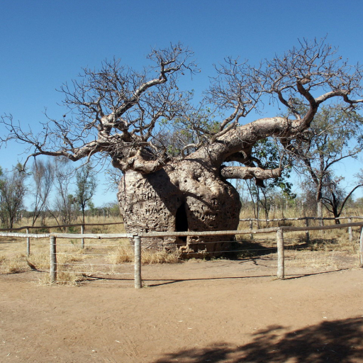 Australian Baobab (Adansonia Gregorii) Plant Care & How to Grow, Water