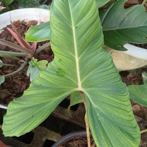 Adelonema Crinipes Care Guide: Water, Soil & Propagation - Plantiary