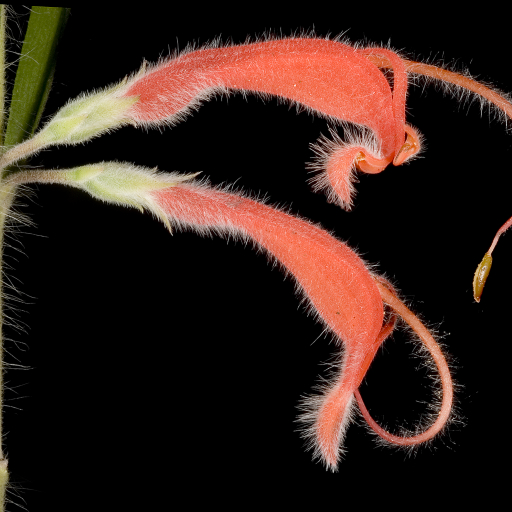 Adenanthos Barbigerus Care Guide: Water, Soil & Propagation - Plantiary
