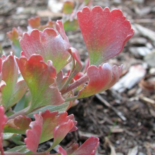 Flamebush (Adenanthos Cuneatus) Plant Care & How to Grow, Water