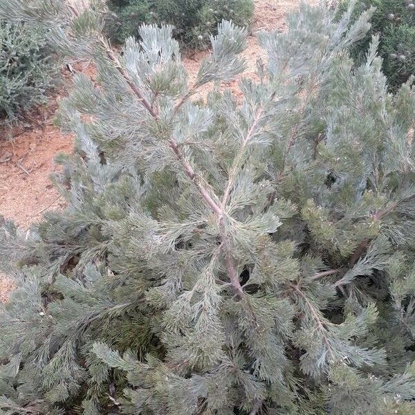 Albany Woollybush (Adenanthos × Cunninghamii) Plant Care & How to Grow ...