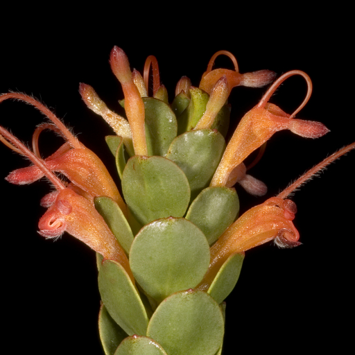Jugflower (Adenanthos Obovatus) Care Guide: Water, Soil & Propagation ...