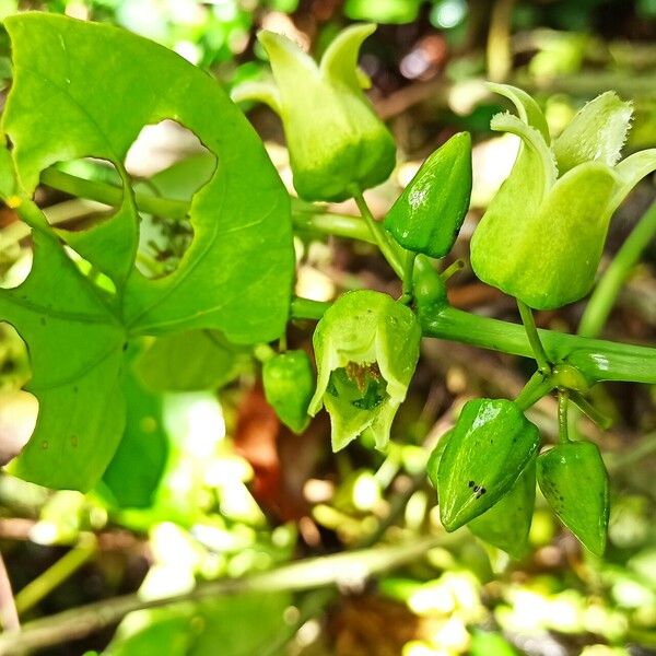 Wild Granadilla (Adenia Digitata) Plant Care & How to Grow, Water
