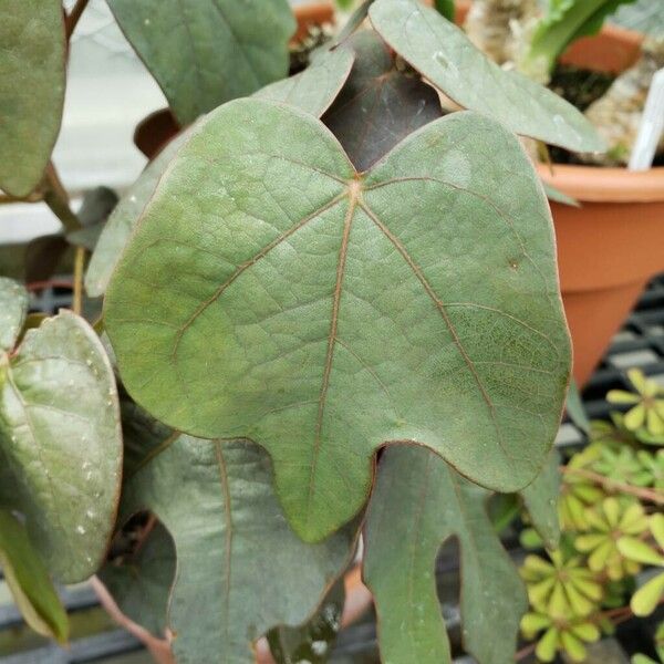 Adenia Firingalavensis Plant Care & How to Grow, Water