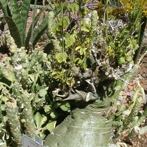 Elephant's Foot (Adenia Glauca) Plant Care & How to Grow, Water