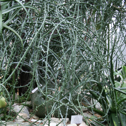 Adenia Globosa Plant Care & How to Grow, Water