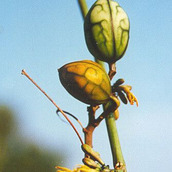 Adenia Lobata Plant Care & How to Grow, Water