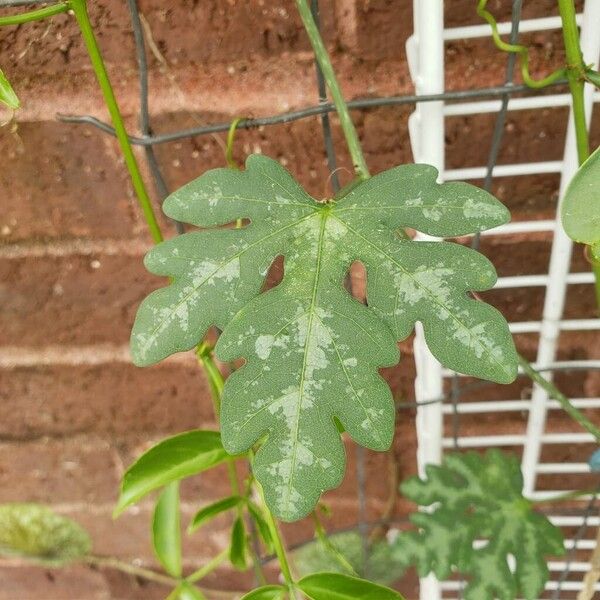 Adenia Metamorpha Plant Care & How to Grow, Water