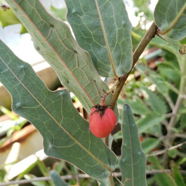 Adenia Repanda Plant Care & How to Grow, Water