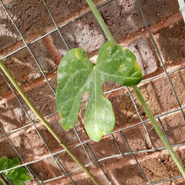 Candlestick (Adenia Stylosa) Plant Care & How to Grow, Water