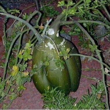 Adenia Venenata Plant Care & How to Grow, Water