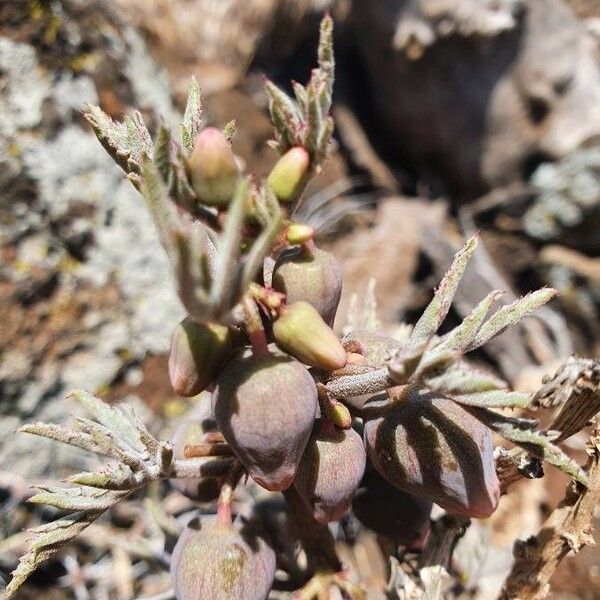 Adenia Volkensii Plant Care & How to Grow, Water