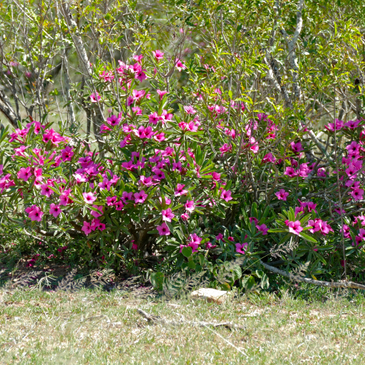 Summer Impala Lily (Adenium Swazicum) Plant Care & How to Grow, Water