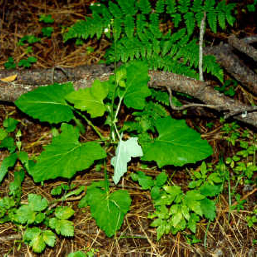 Trailplant (Adenocaulon Bicolor) Plant Care & How to Grow, Water