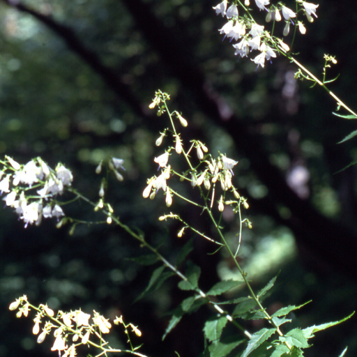 Lilyleaf Ladybells (Adenophora Liliifolia) Plant Care & How to Grow, Water