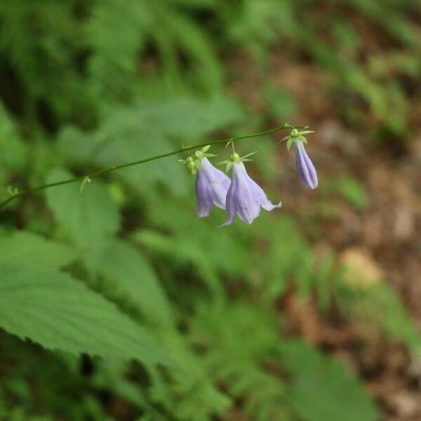 Adenophora Remotiflora Plant Care & How to Grow, Water