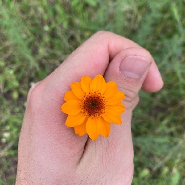 Poreleaf Dogweed (Adenophyllum Porophyllum) Plant Care & How to Grow, Water