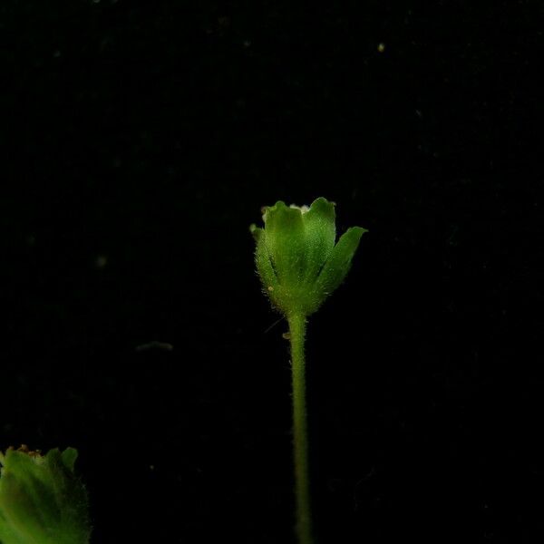 Common Medicineplant (Adenostemma Lavenia) Plant Care & How to Grow, Water