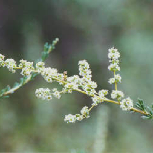 Chamise (Adenostoma Fasciculatum) Care Guide: Water, Soil & Propagation ...