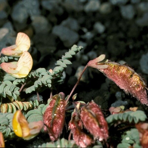 Adesmia Longipes Plant Care & How to Grow, Water