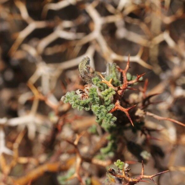 Adesmia Polyphylla Plant Care & How to Grow, Water