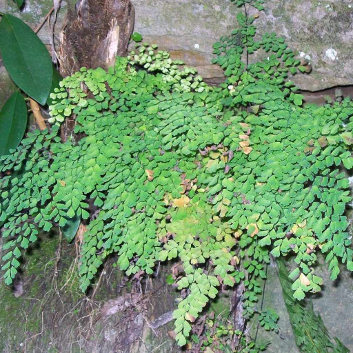 Maidenhair (Adiantum Aethiopicum) Plant Care & How to Grow, Water