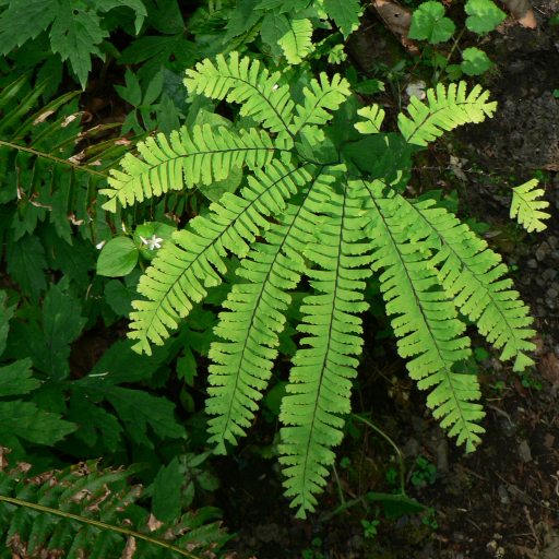 Aleutian Maidenhair (Adiantum Aleuticum) Plant Care & How to Grow, Water