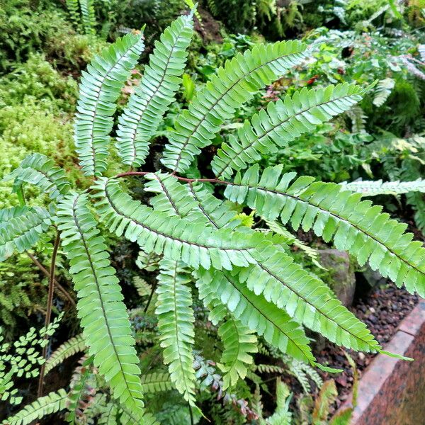 Adiantum Amplum Care Guide: Water, Soil & Propagation - Plantiary