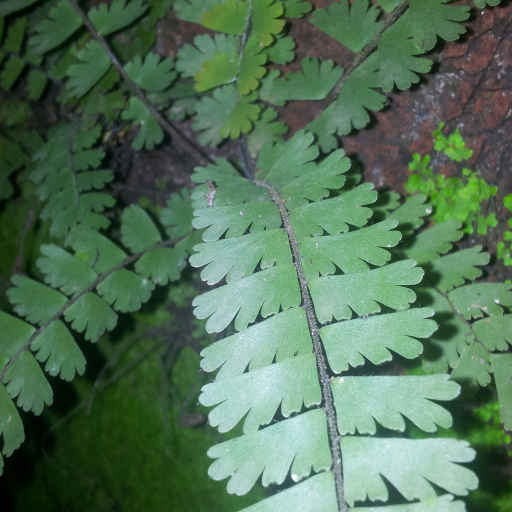 Tailed Maidenhair (Adiantum Caudatum) Plant Care & How to Grow, Water