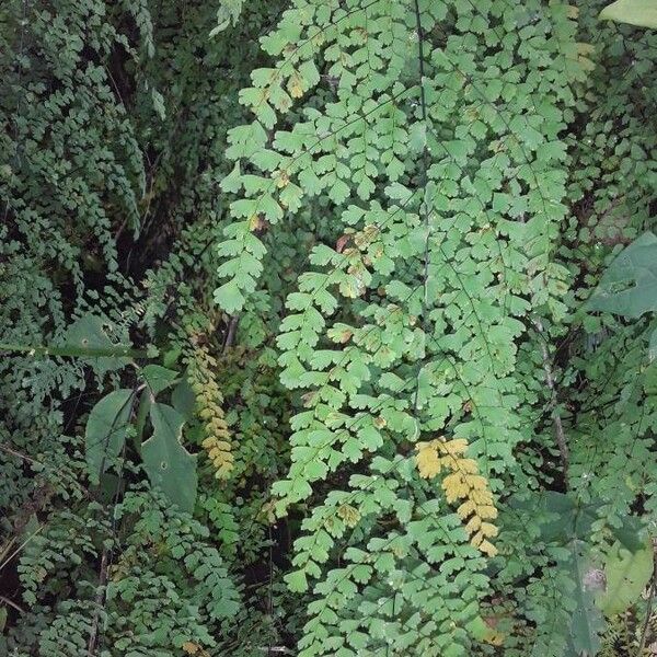 Polished Maidenhair (Adiantum Concinnum) Plant Care & How to Grow, Water