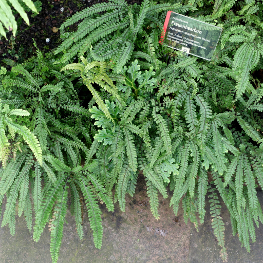 Filmy Maidenhair (Adiantum Diaphanum) Plant Care & How to Grow, Water