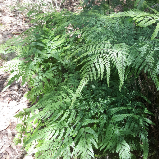 Giant Maidenhair Fern (Adiantum Formosum) Plant Care & How to Grow, Water