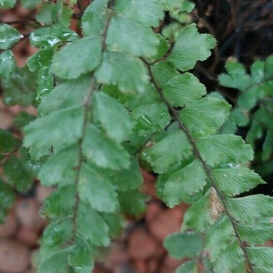 New Zealand Maidenhair Fern (Adiantum Fulvum) Plant Care & How to Grow ...