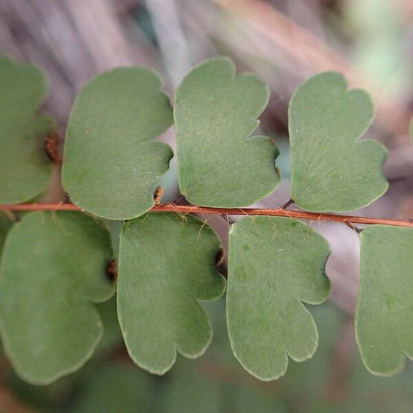 Hairy Maidenhair (Adiantum Hirsutum) Care Guide: Water, Soil ...