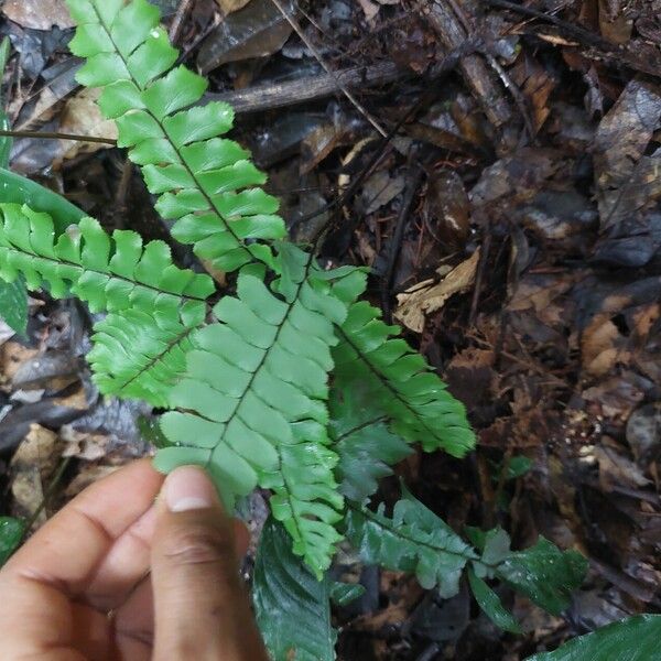 Adiantum Humile Plant Care & How to Grow, Water