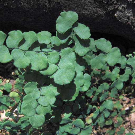 California Maidenhair (Adiantum Jordanii) Plant Care & How to Grow, Water