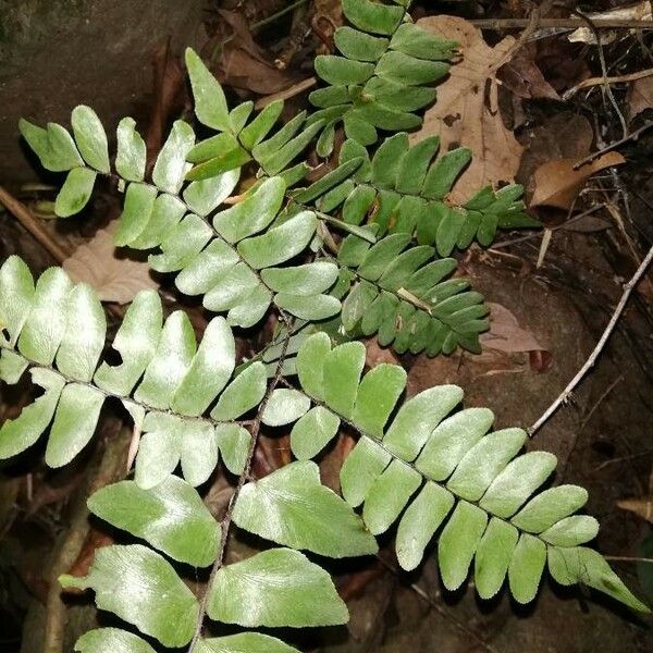 Broadleaf Maidenhair (Adiantum Latifolium) Plant Care & How to Grow, Water