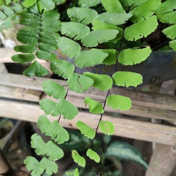 Largeleaf Maidenhair (Adiantum Macrophyllum) Plant Care & How to Grow ...