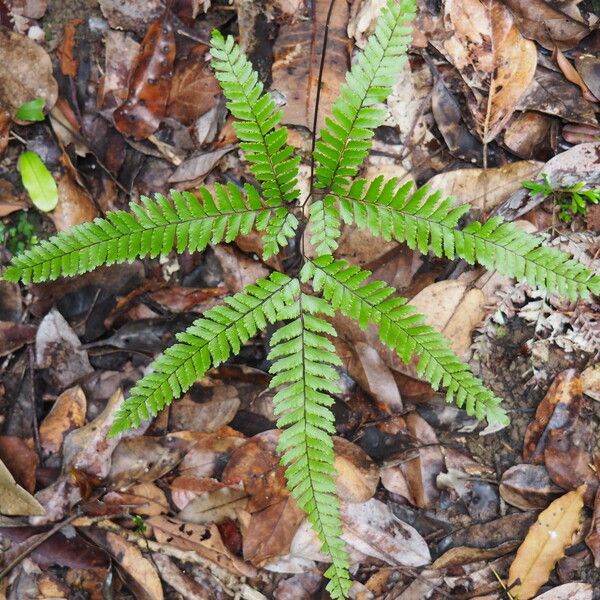Adiantum Novae-Caledoniae Care Guide: Water, Soil & Propagation - Plantiary