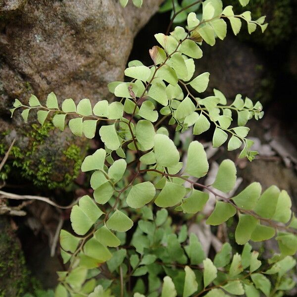 Seashore Paspalum (Paspalum Vaginatum) Plant Care & How to Grow, Water