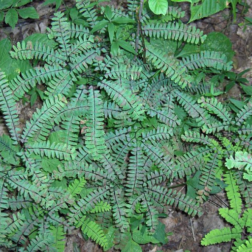 Northern Maidenhair Fern (Adiantum Pedatum) Plant Care & How to Grow, Water