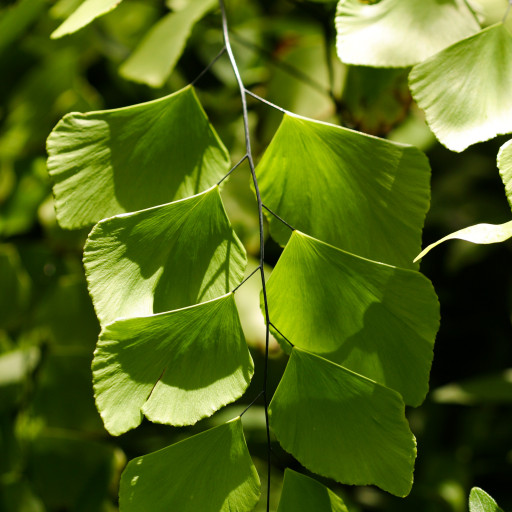 Silver-dollar Maidenhair Fern (Adiantum Peruvianum) Plant Care & How to ...