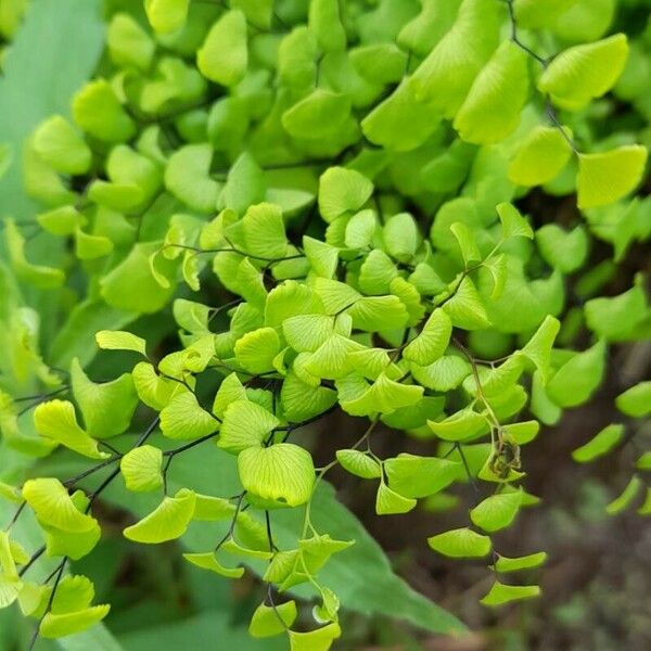 Mexican Maidenhair Fern (Adiantum Poiretii) Plant Care & How to Grow, Water