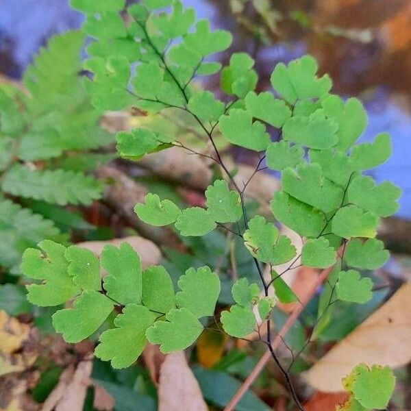 Adiantum Pseudotinctum Plant Care & How to Grow, Water
