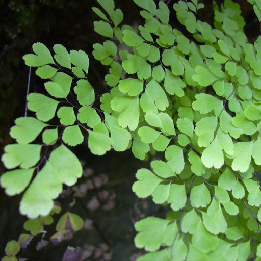 Delta Maidenhair Fern (Adiantum Raddianum) Plant Care & How to Grow, Water