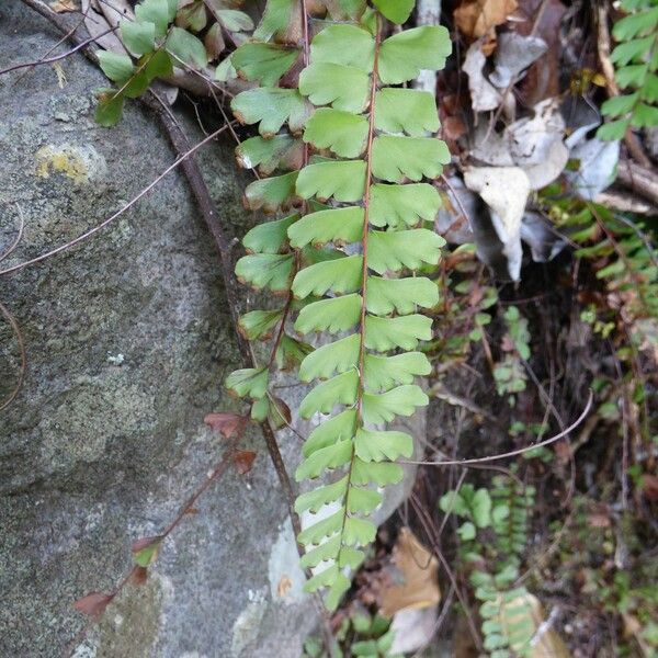 Adiantum Rhizophorum Plant Care & How to Grow, Water