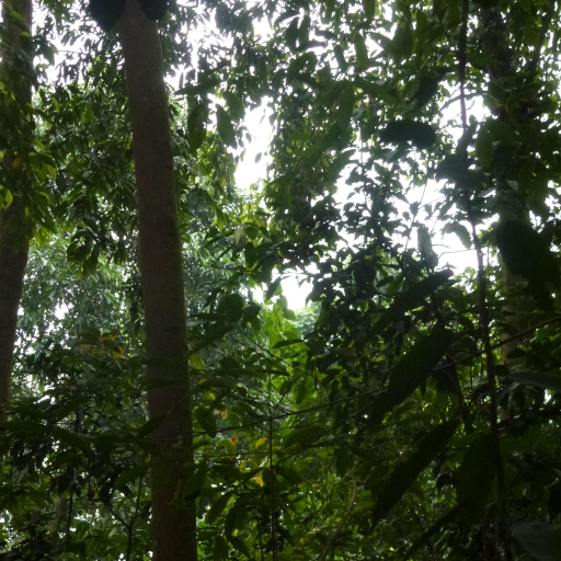 Samak (Adinandra Integerrima) Plant Care & How to Grow, Water