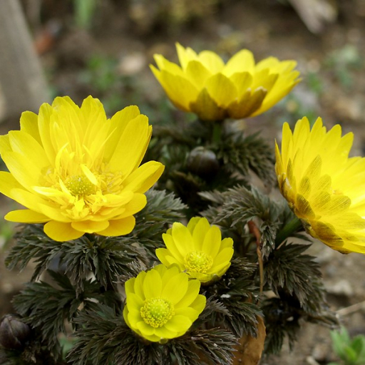 Amur Adonis (Adonis Amurensis) Plant Care & How to Grow, Water