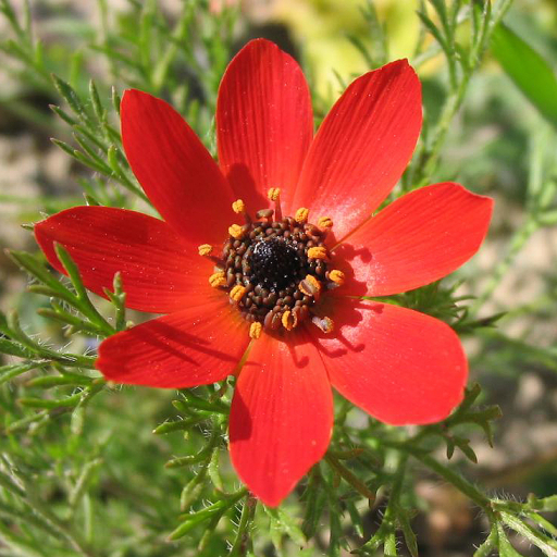 Pheasant's Eye (Adonis Annua) Plant Care & How to Grow, Water
