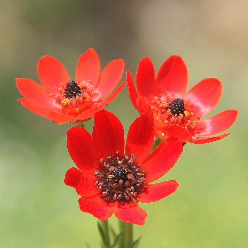Large Pheasant's Eye (Adonis Flammea) Plant Care & How to Grow, Water